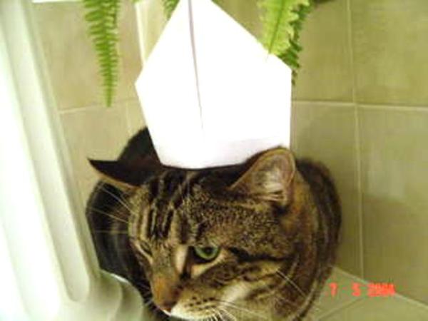 Papal Cats & Possible Posers | Blogger Priest
